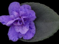 Everdina